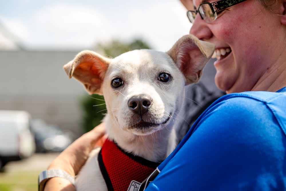 What to Keep In Your Dog Emergency Kit (and More) From The Sato Project ...
