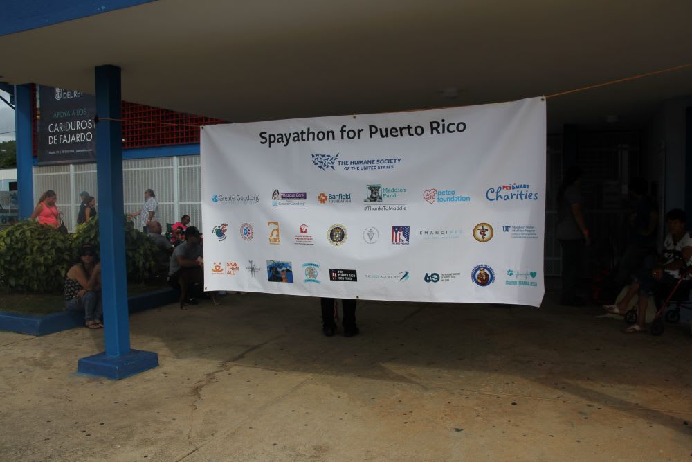 What to Keep In Your Dog Emergency Kit (and More) From The Sato Project ...