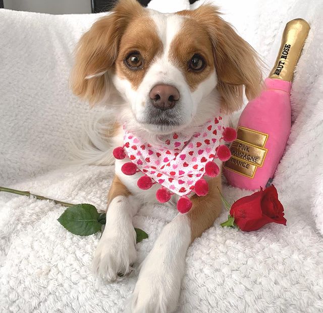 Promposal Ideas: 29 Clever And Cute Asks - Lulus.com Fashion Blog