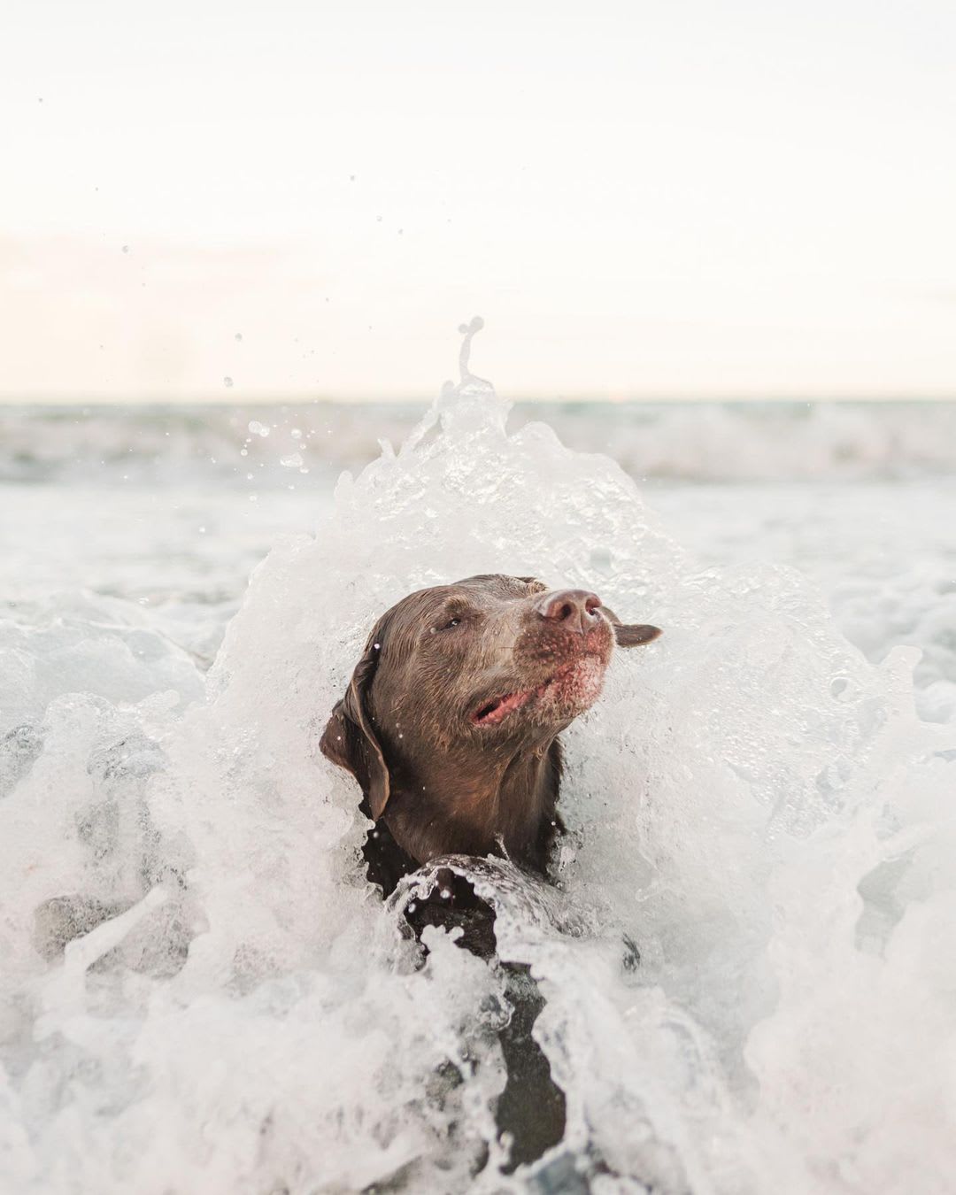 Dog Photography Tips: Expert Advice For Snapping Your Pet's Pic - Lulus ...