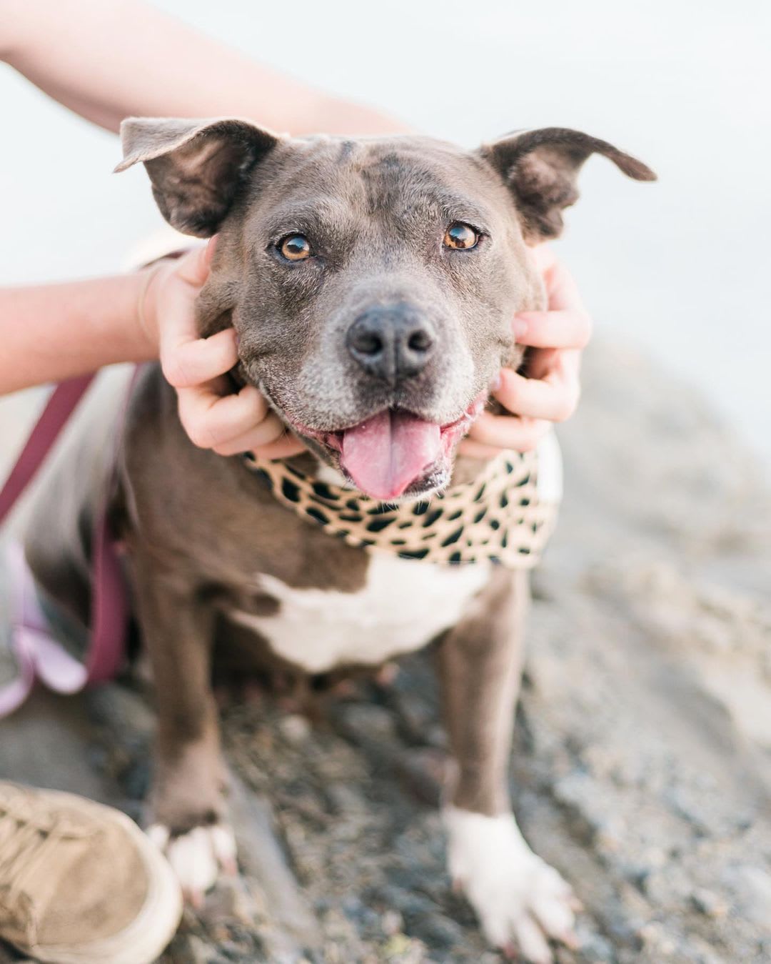 Dog Photography Tips: Expert Advice For Snapping Your Pet's Pic - Lulus ...