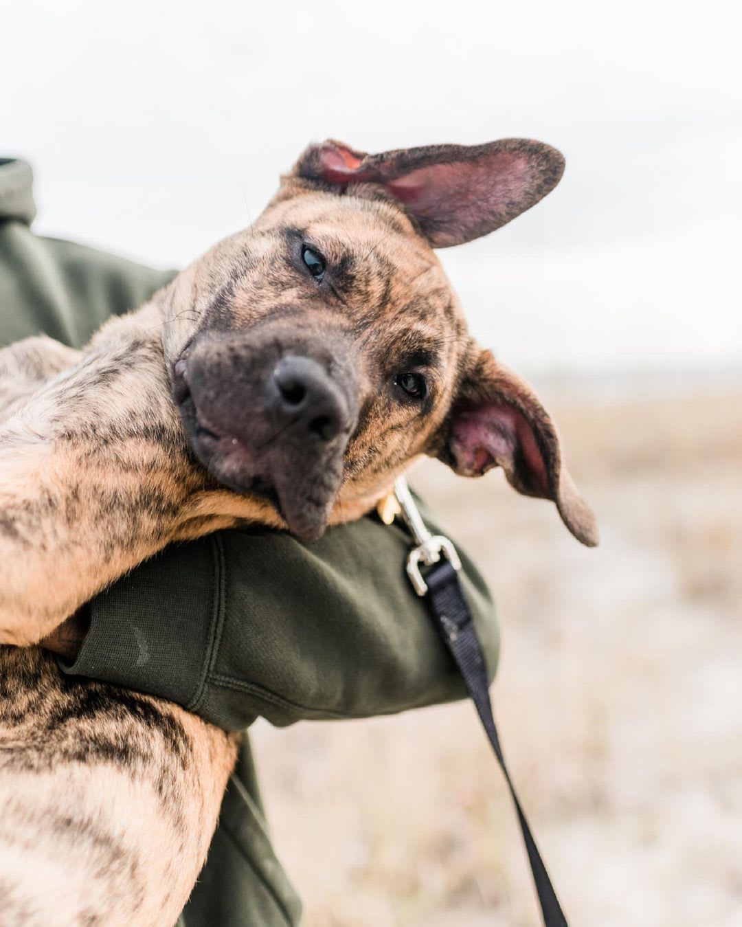 Dog Photography Tips: Expert Advice For Snapping Your Pet's Pic - Lulus ...