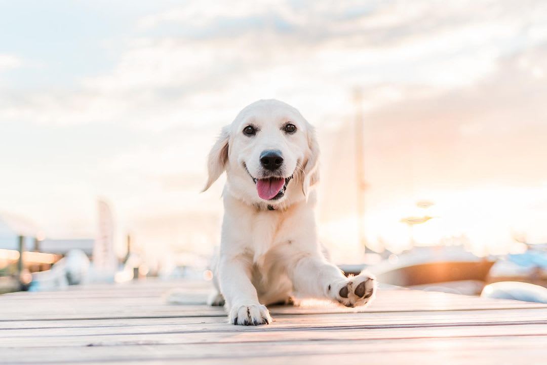 Dog Photography Tips: Expert Advice For Snapping Your Pet's Pic - Lulus ...