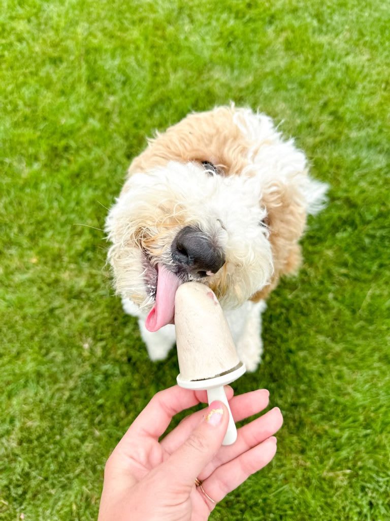 Yummy Pupsicle Recipes Your Dog Will Love - Lulus.com Fashion Blog