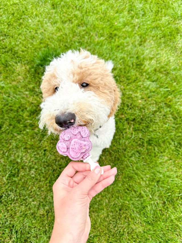 Yummy Pupsicle Recipes Your Dog Will Love - Lulus.com Fashion Blog