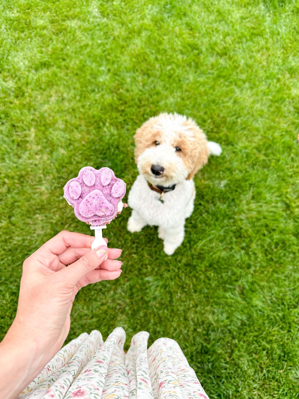 Yummy Pupsicle Recipes Your Dog Will Love - Lulus.com Fashion Blog