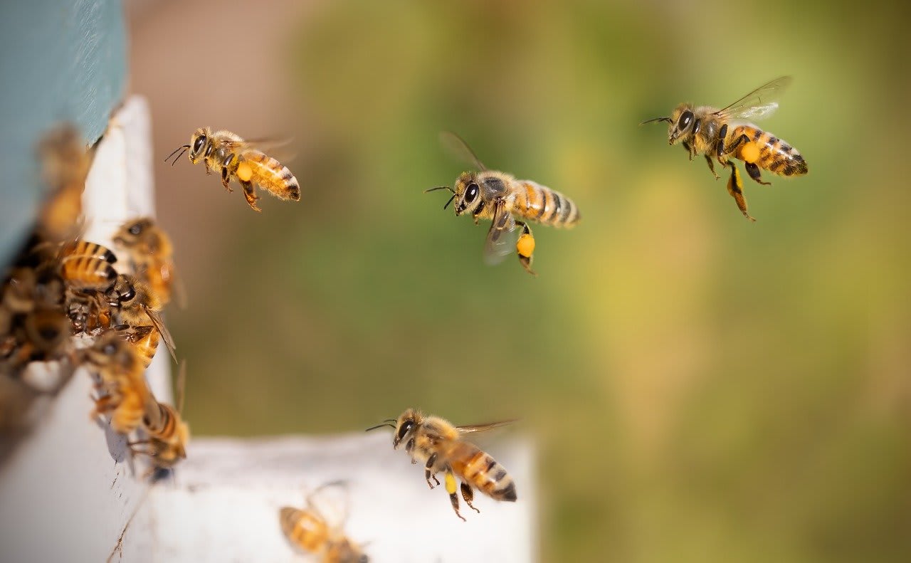 All About Bees and Beekeeping: From Identification to Protective ...