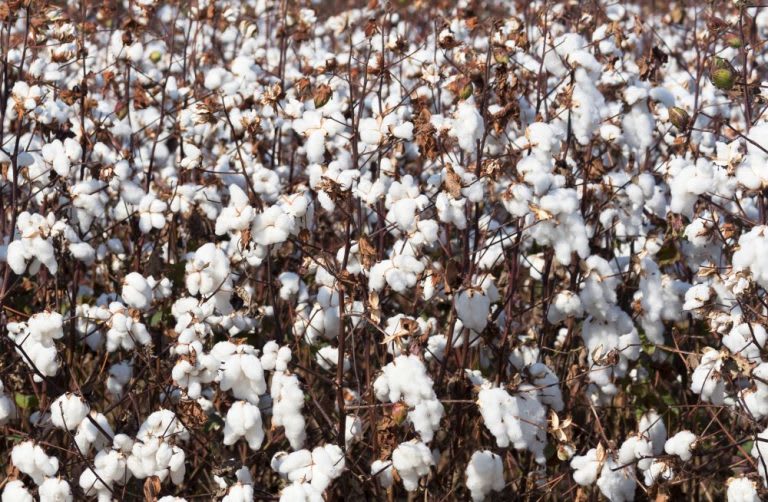 Sustainable Fashion and Clothing's Impact on the Environment - Lulus ...